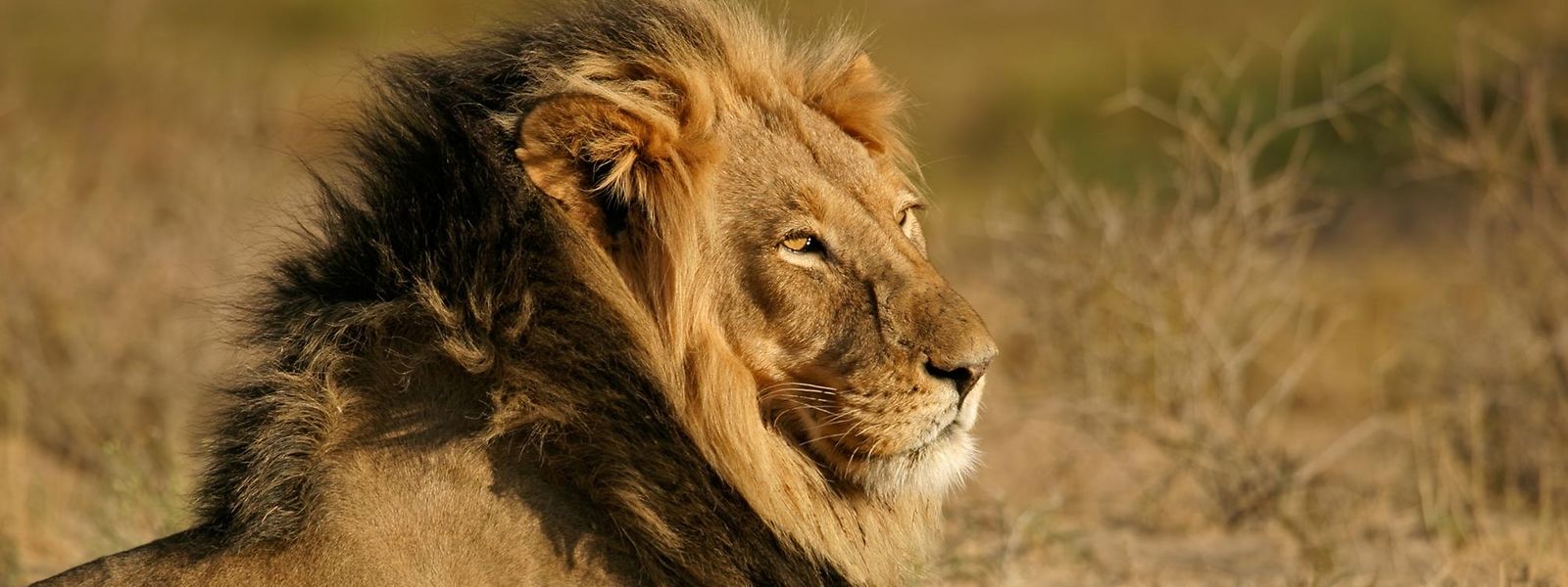 Neue Studie: Löwen erkennen sich am Gebrüll