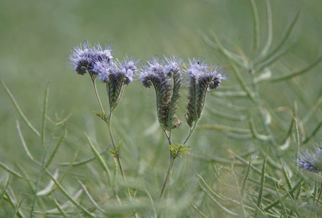 mywort - Blummen um Flouer